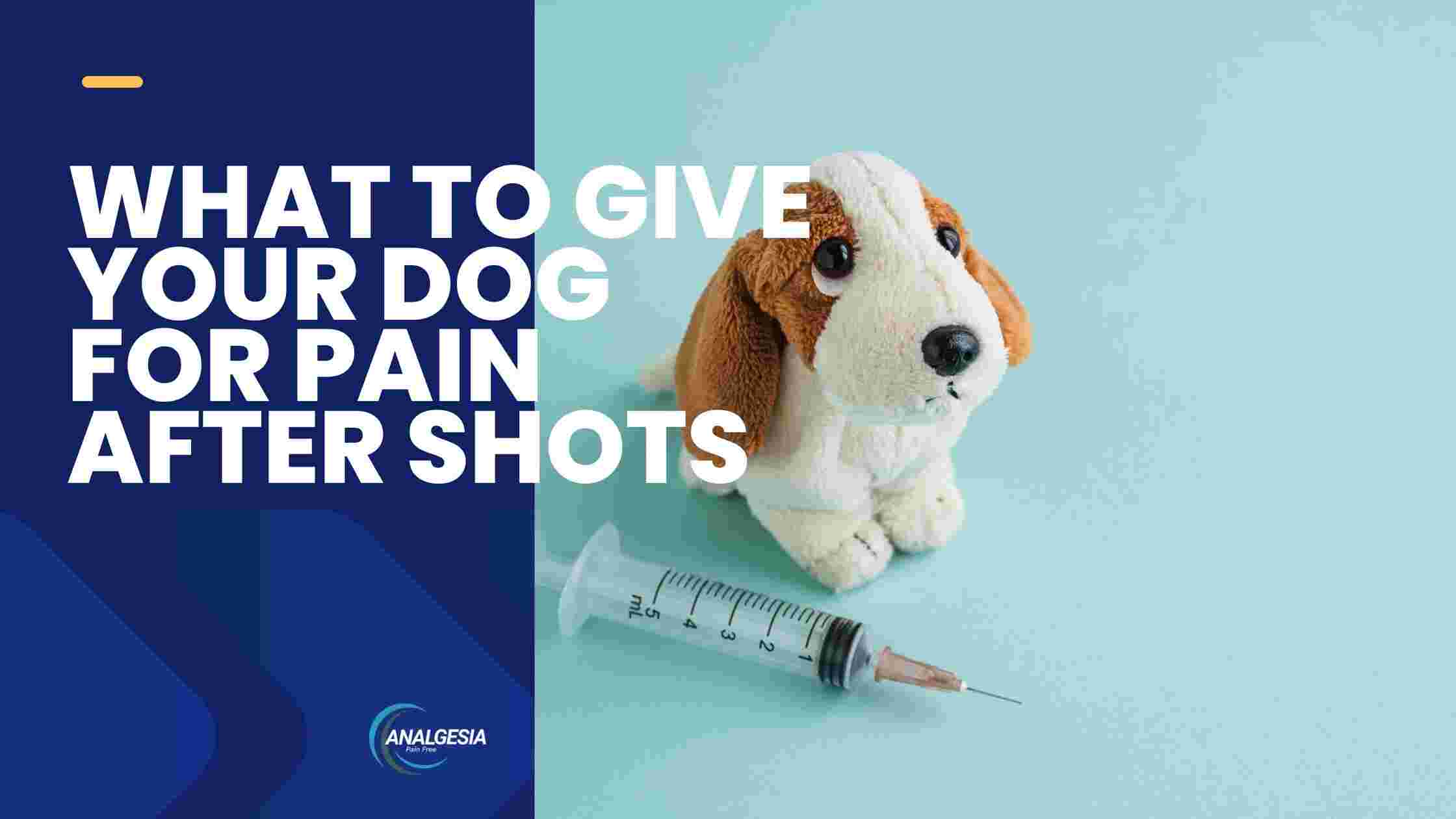 What to Give Your Dog for Pain After Shots - Analgesia