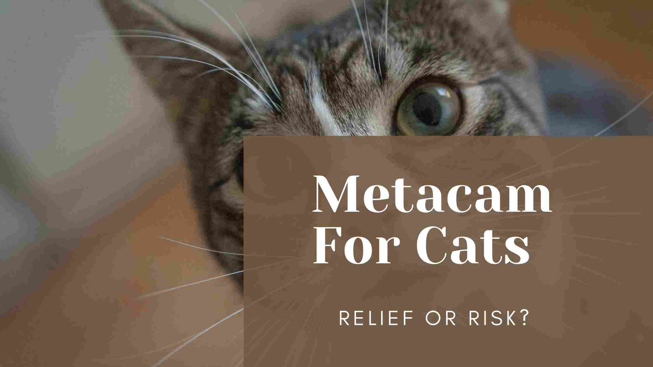 Metacam For Cats | Relief or Risk? - Analgesia