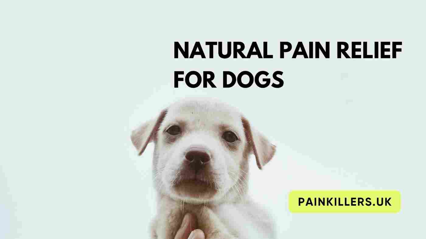 Natural Pain Relief For Dogs - Analgesia
